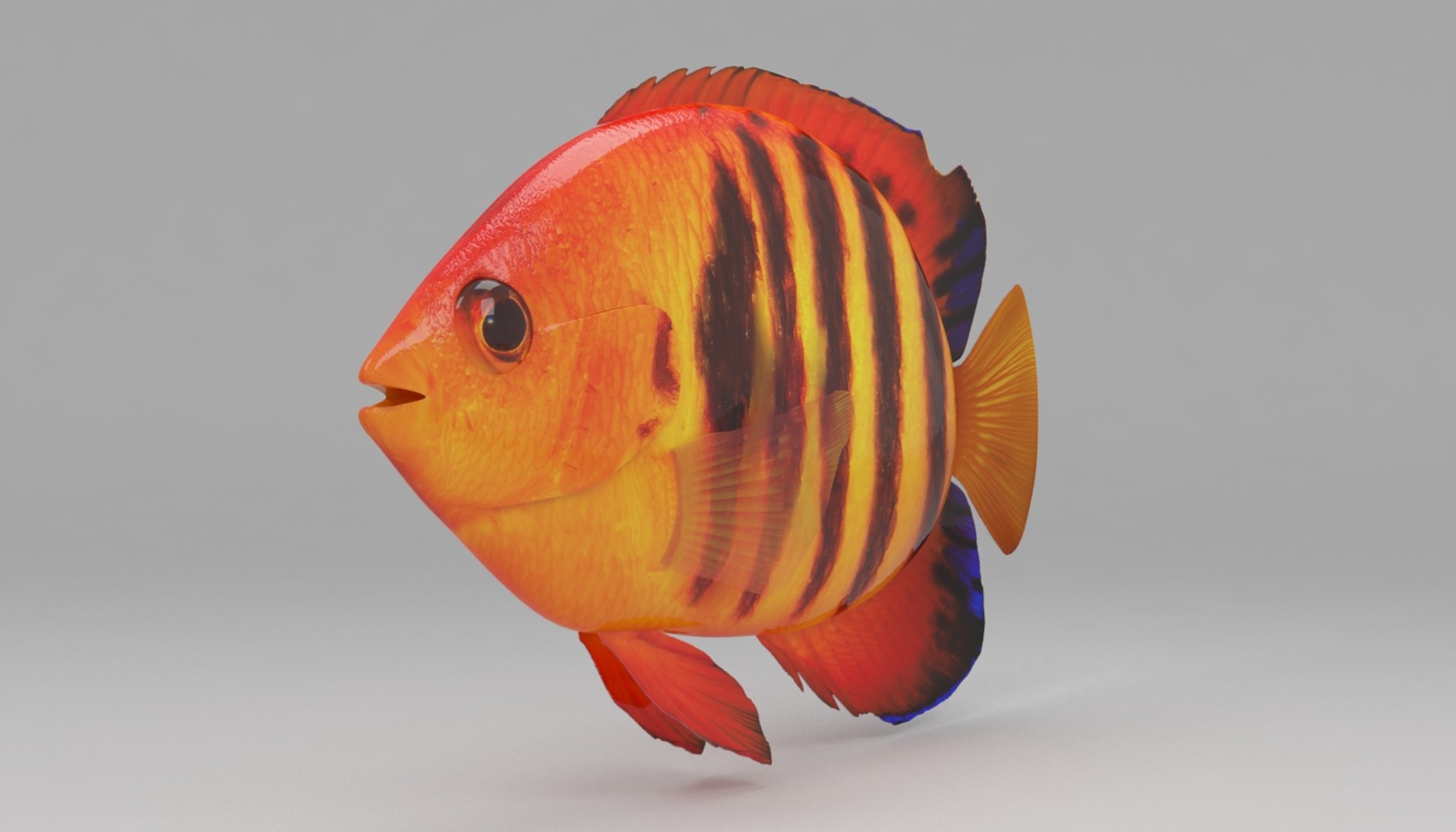 Fish flame angelfish 3D model - TurboSquid 1277488