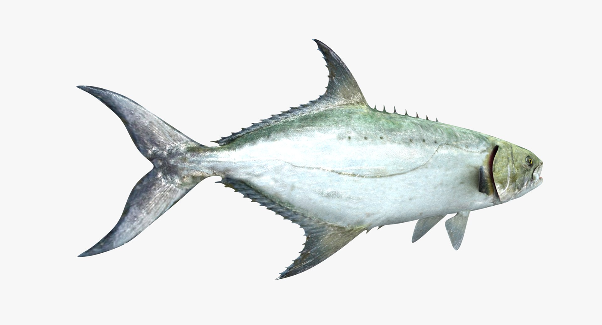 Leerfish 3D Model - TurboSquid 1312457