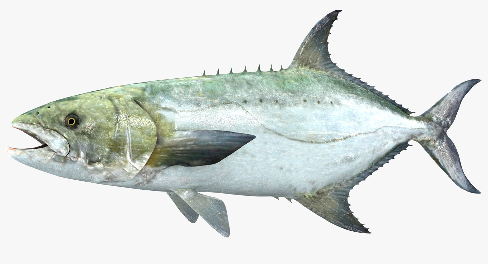Leerfish 3D Model - TurboSquid 1312457