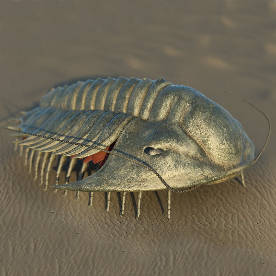 3D Trilobite Extinct Marine Arachnomorph - TurboSquid 1488176