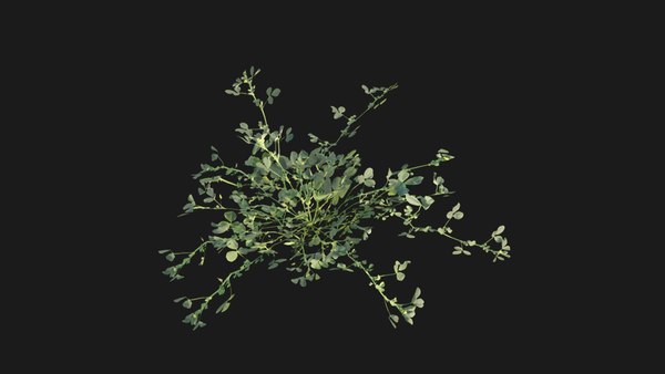 Medicago polymorpha 3D model - TurboSquid 1827918