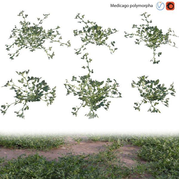 Medicago polymorpha 3D model - TurboSquid 1827918