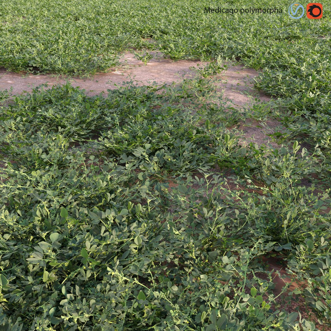 Medicago Polymorpha 3D Model - TurboSquid 1827918