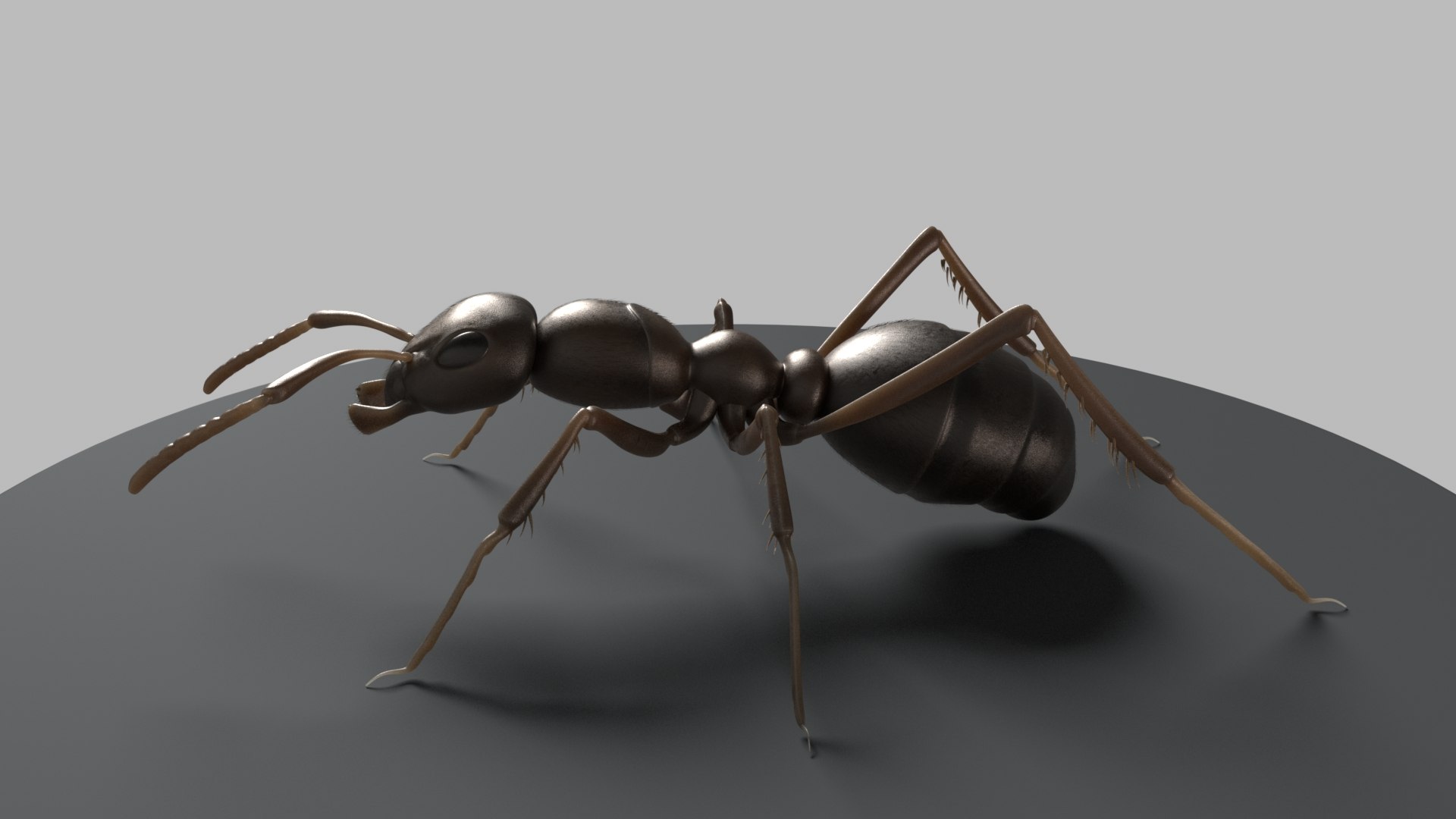 Ant - Formica Rufa 3D Model - TurboSquid 2228740
