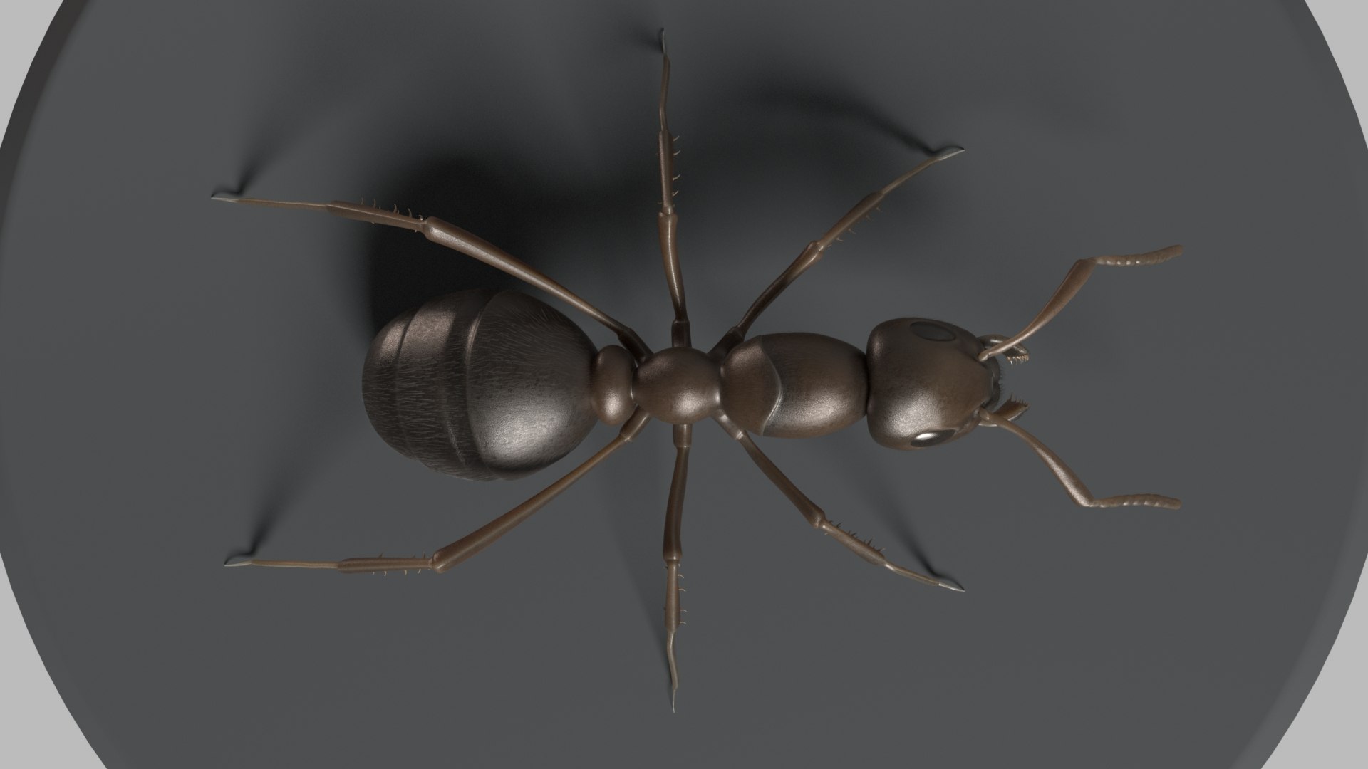 Ant - Formica Rufa 3D Model - TurboSquid 2228740