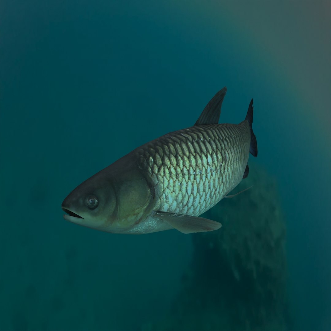 Grass Carp Ctenopharyngodon Idella Max