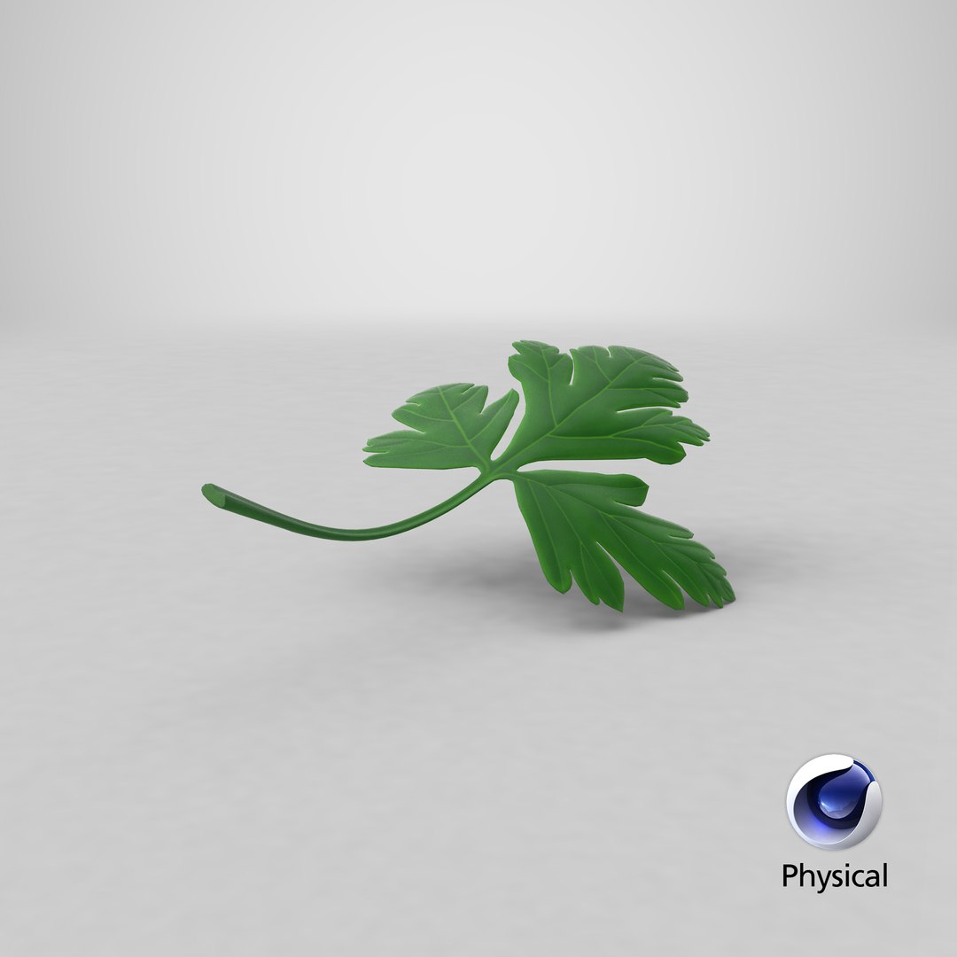 3D Cartoon Parsley Model - TurboSquid 2070398