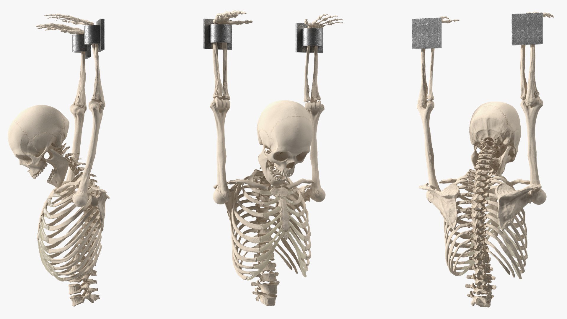 Human Male Remains Skeleton Shackled Model - TurboSquid 2113224