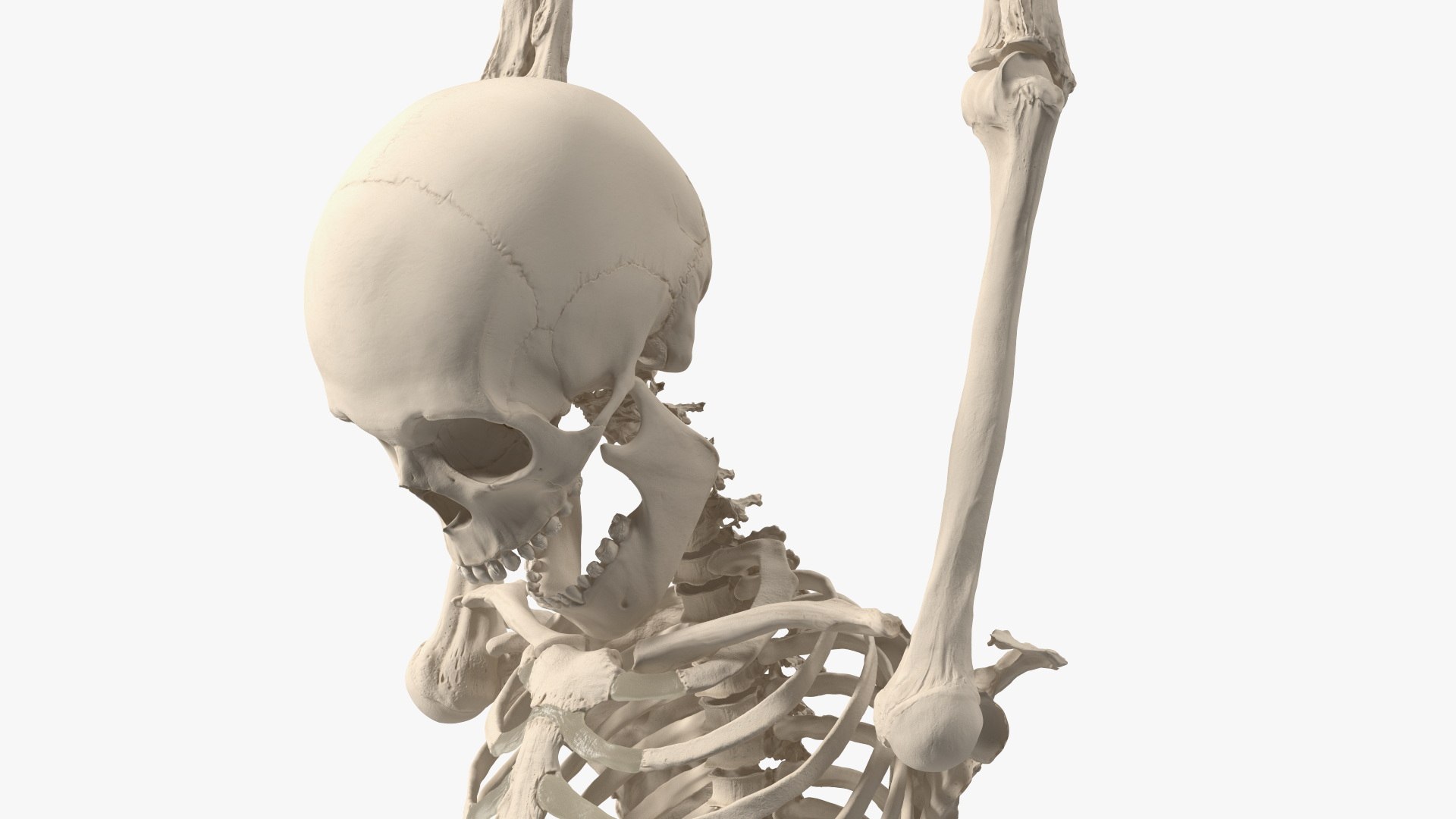 Human Male Remains Skeleton Shackled Model - TurboSquid 2113224