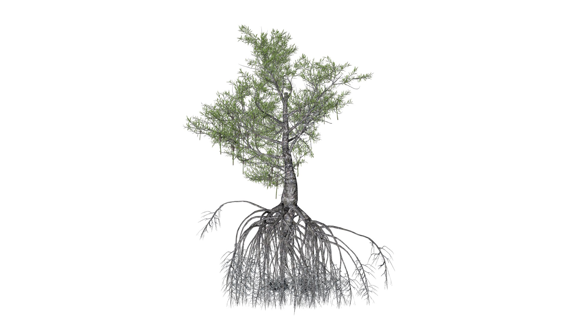 Red Mangrove Tree - 08 - Model - TurboSquid 2377707