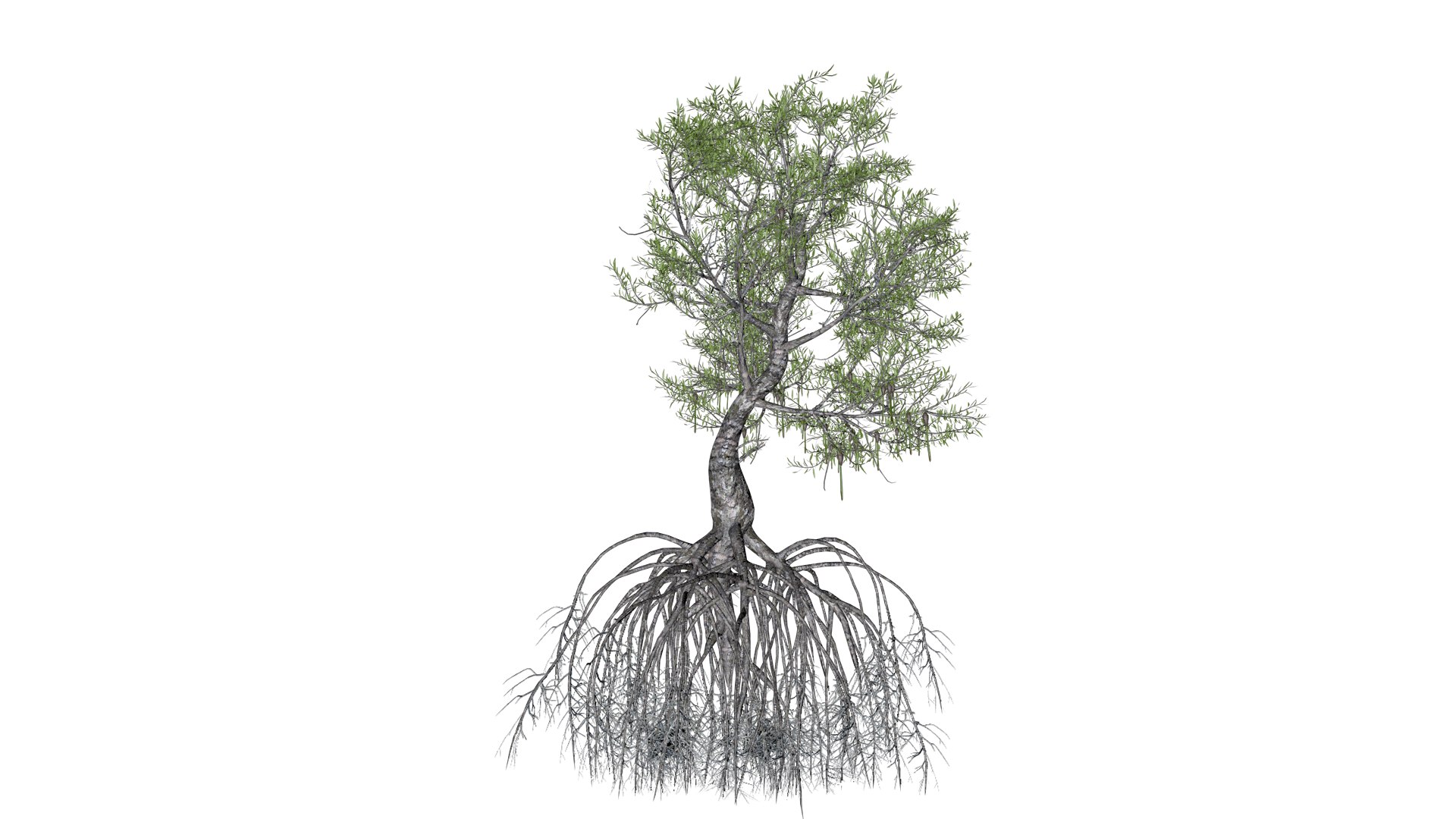 Red Mangrove Tree - 08 - Model - TurboSquid 2377707