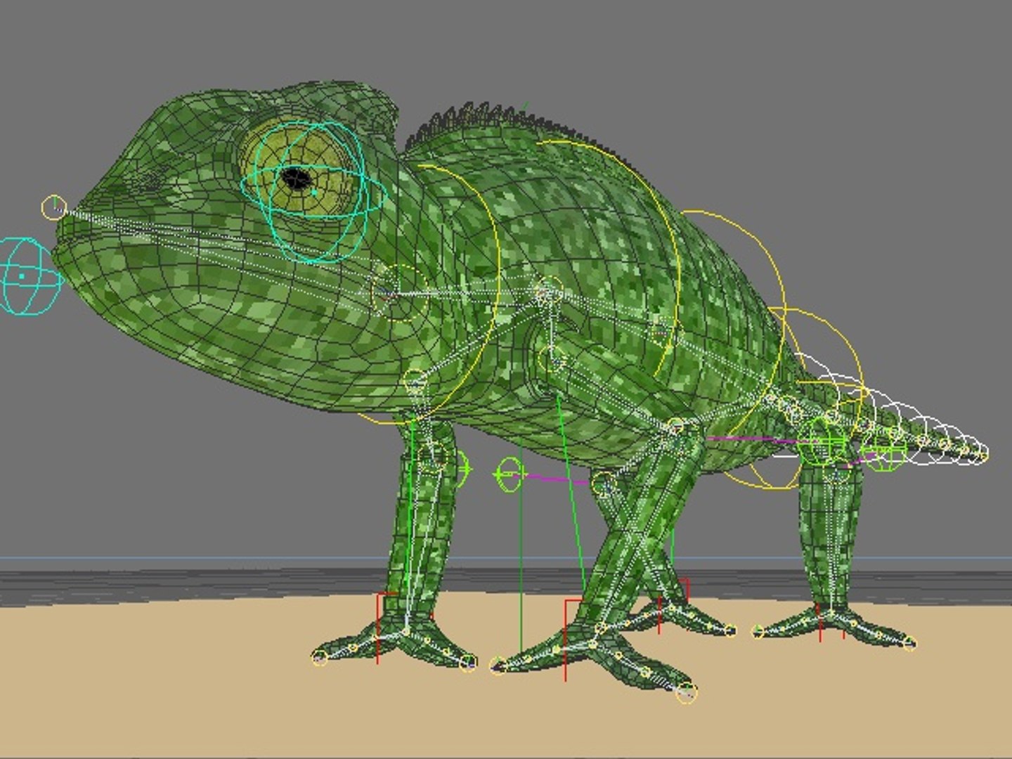 Chameleon Animation 3d Model
