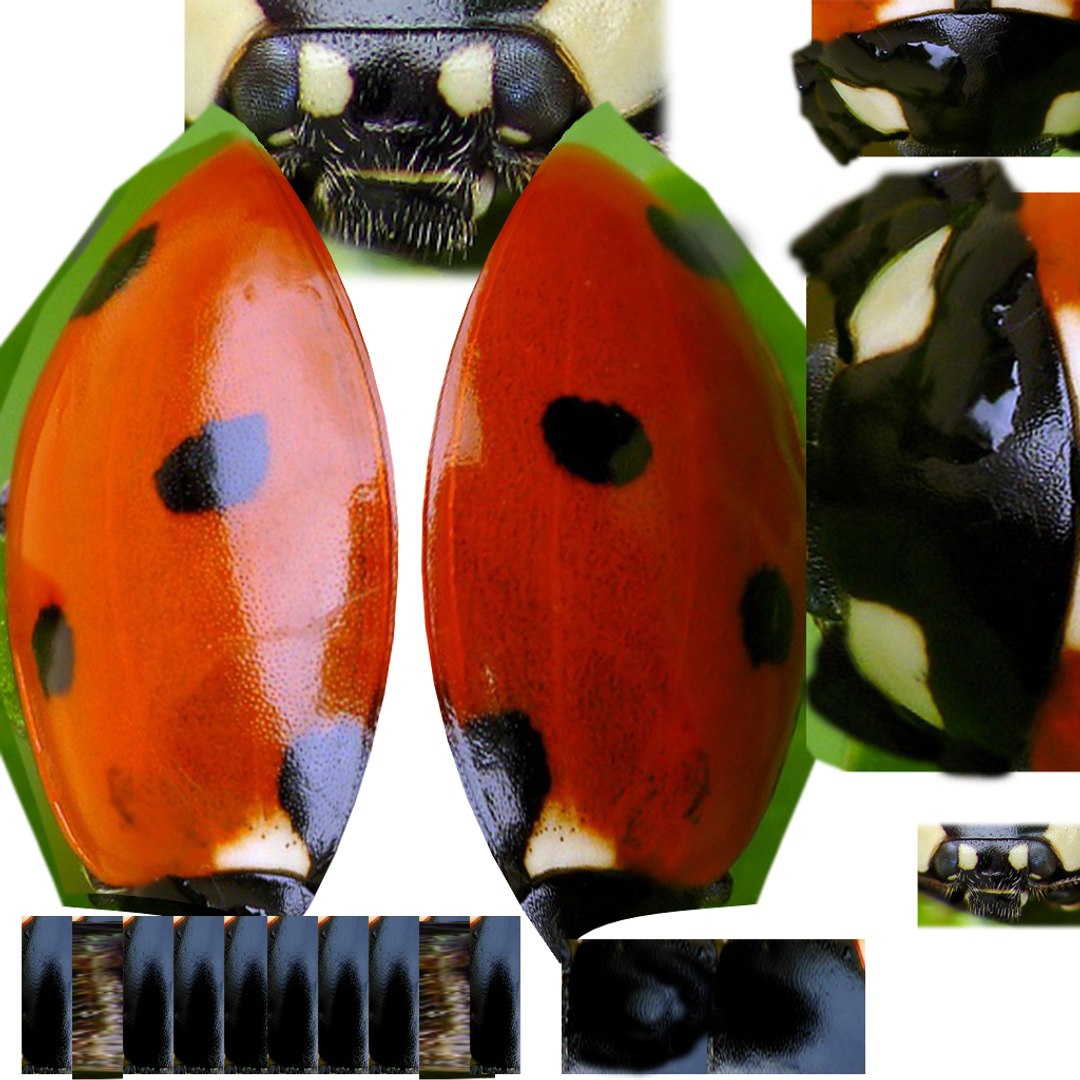 Ladybug 3d Model