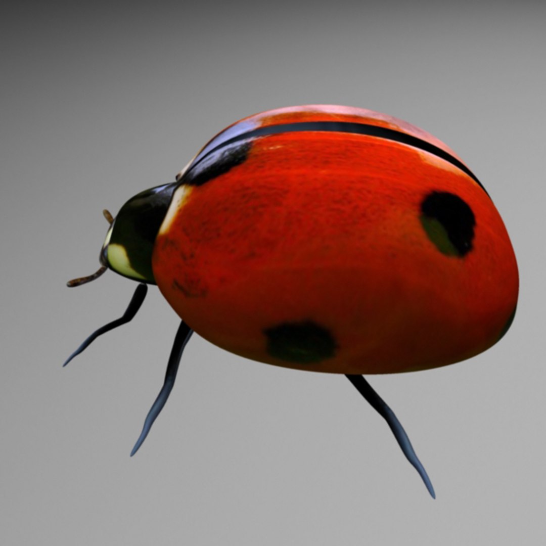 Ladybug 3d Model