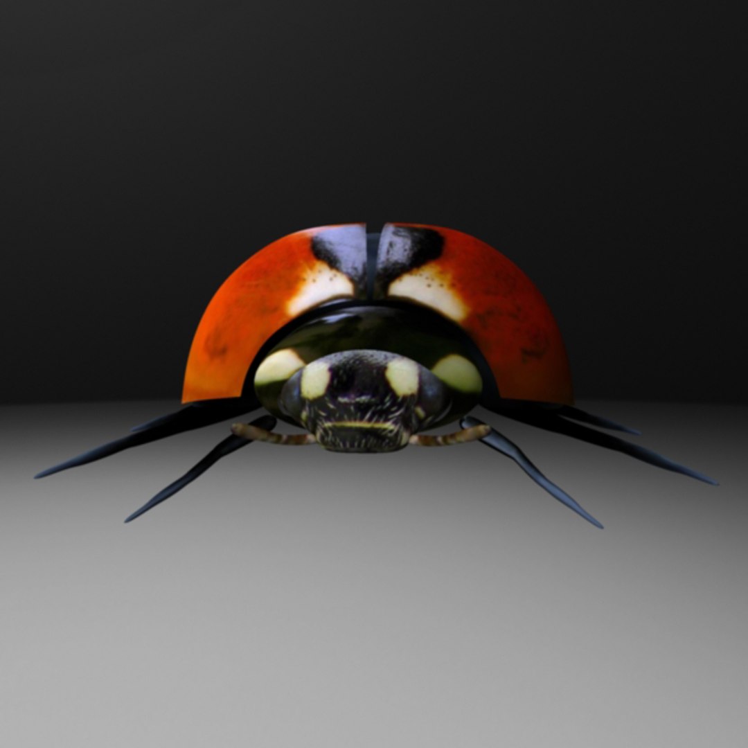 Ladybug 3d Model