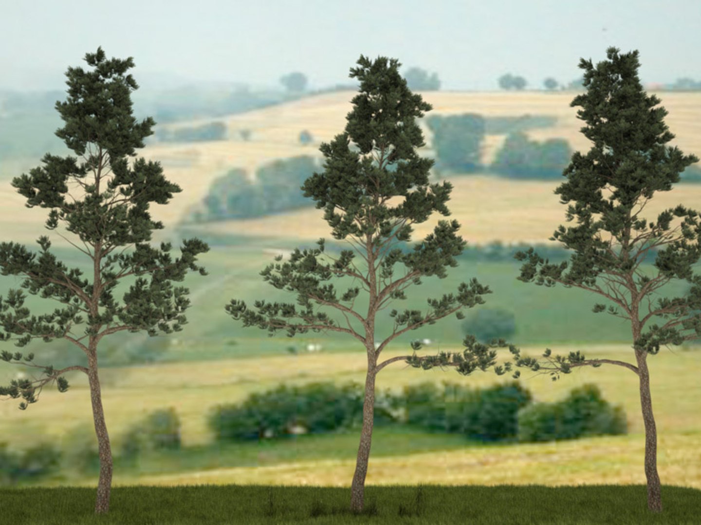 Marine Pine Group 3 Obj