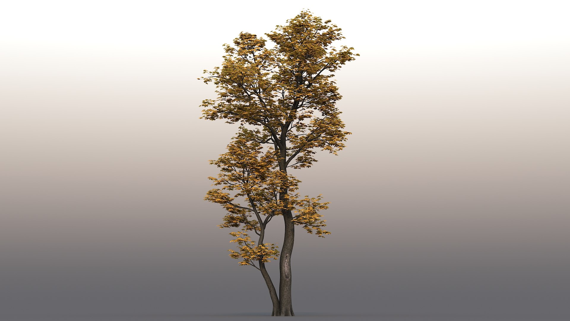 3D Maple Tree 01 - TurboSquid 1663417