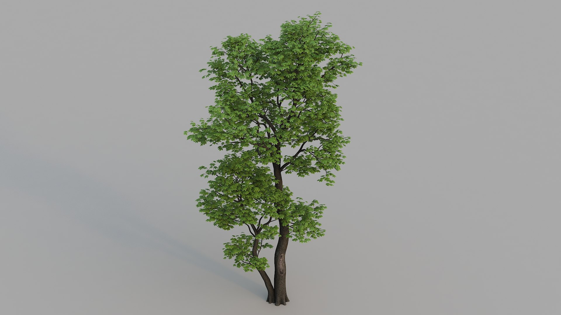 3D Maple Tree 01 - TurboSquid 1663417