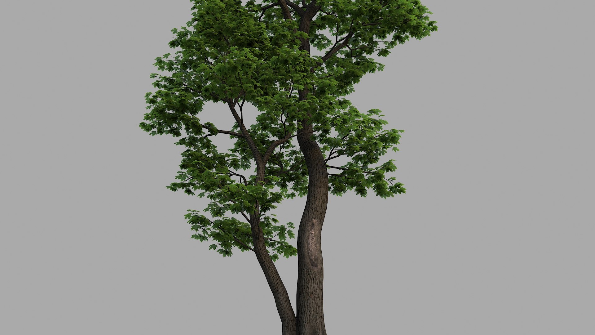 3D Maple Tree 01 - TurboSquid 1663417