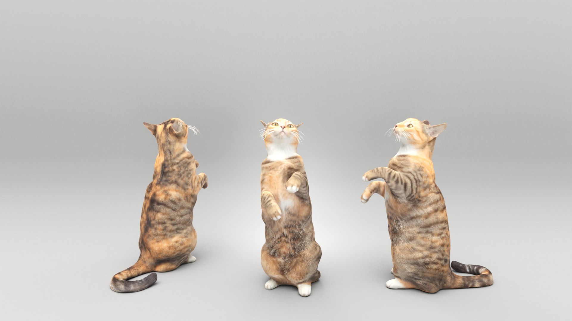 Playful Cat 41 3D Model - TurboSquid 2141111