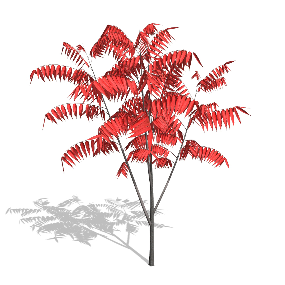 Sumac Tree 3d C4d