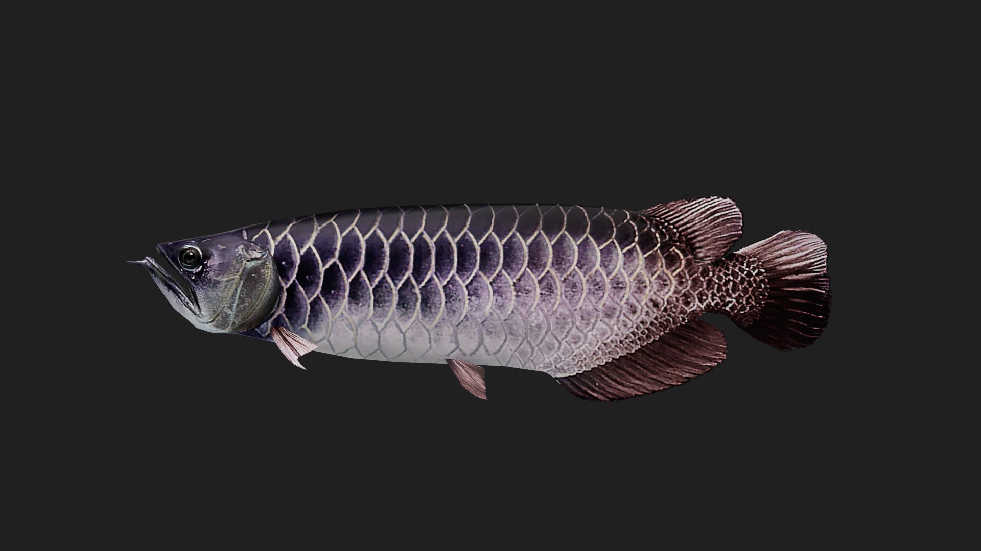Arowana 3D Model - TurboSquid 2125419