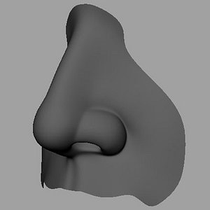 Anatomy Nose 3D Models for Download | TurboSquid