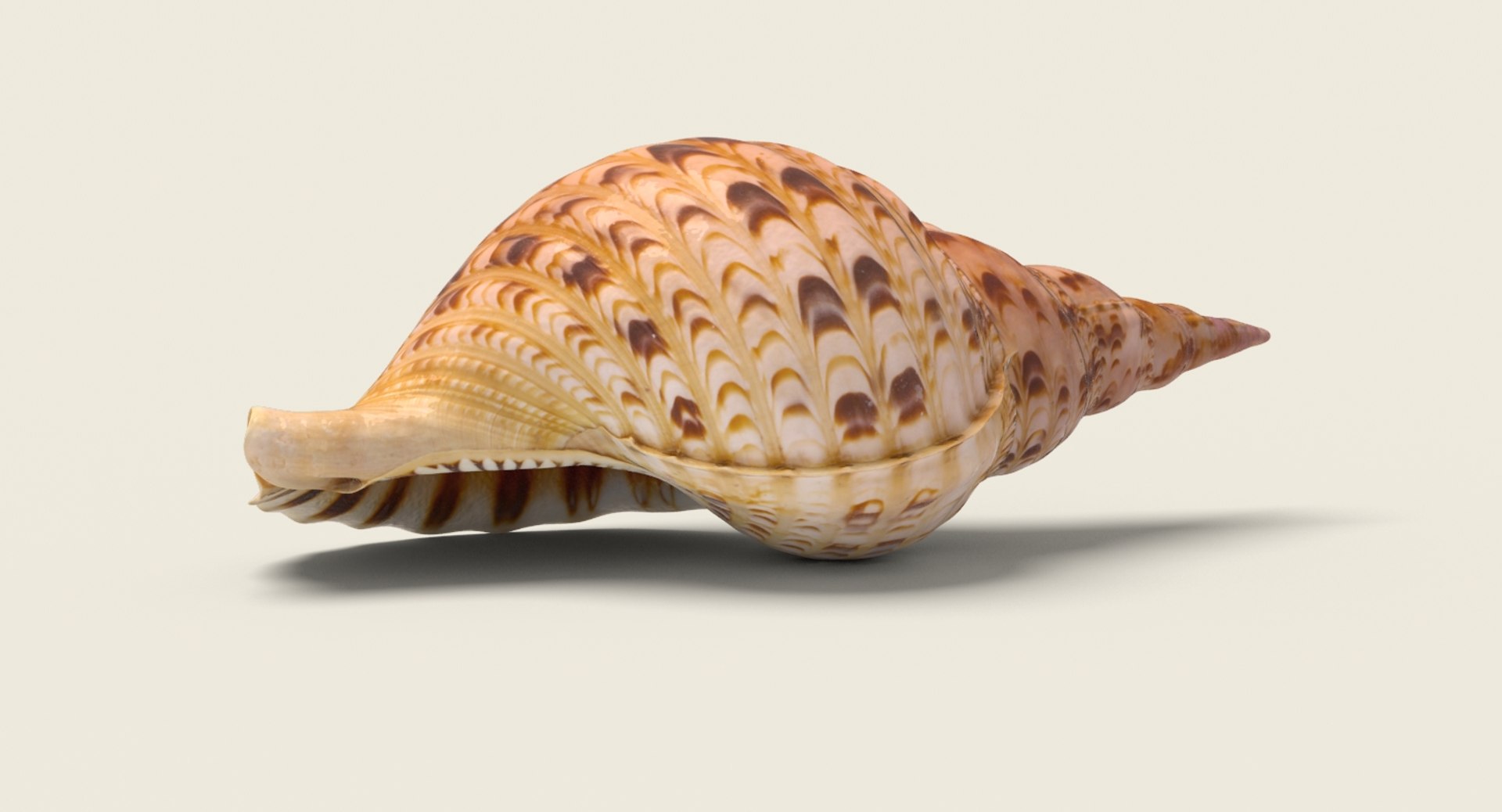 realistic conch 3d model