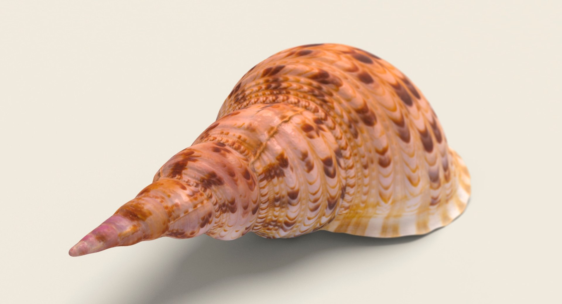 realistic conch 3d model