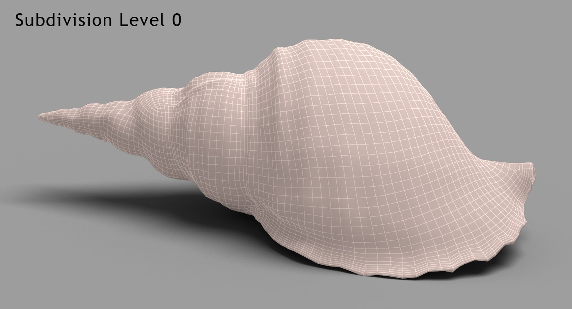 realistic conch 3d model