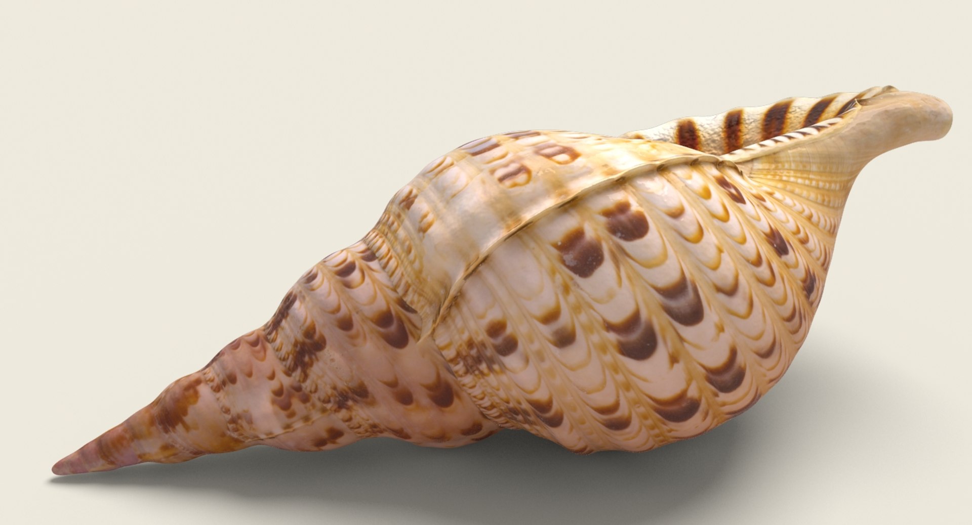 realistic conch 3d model