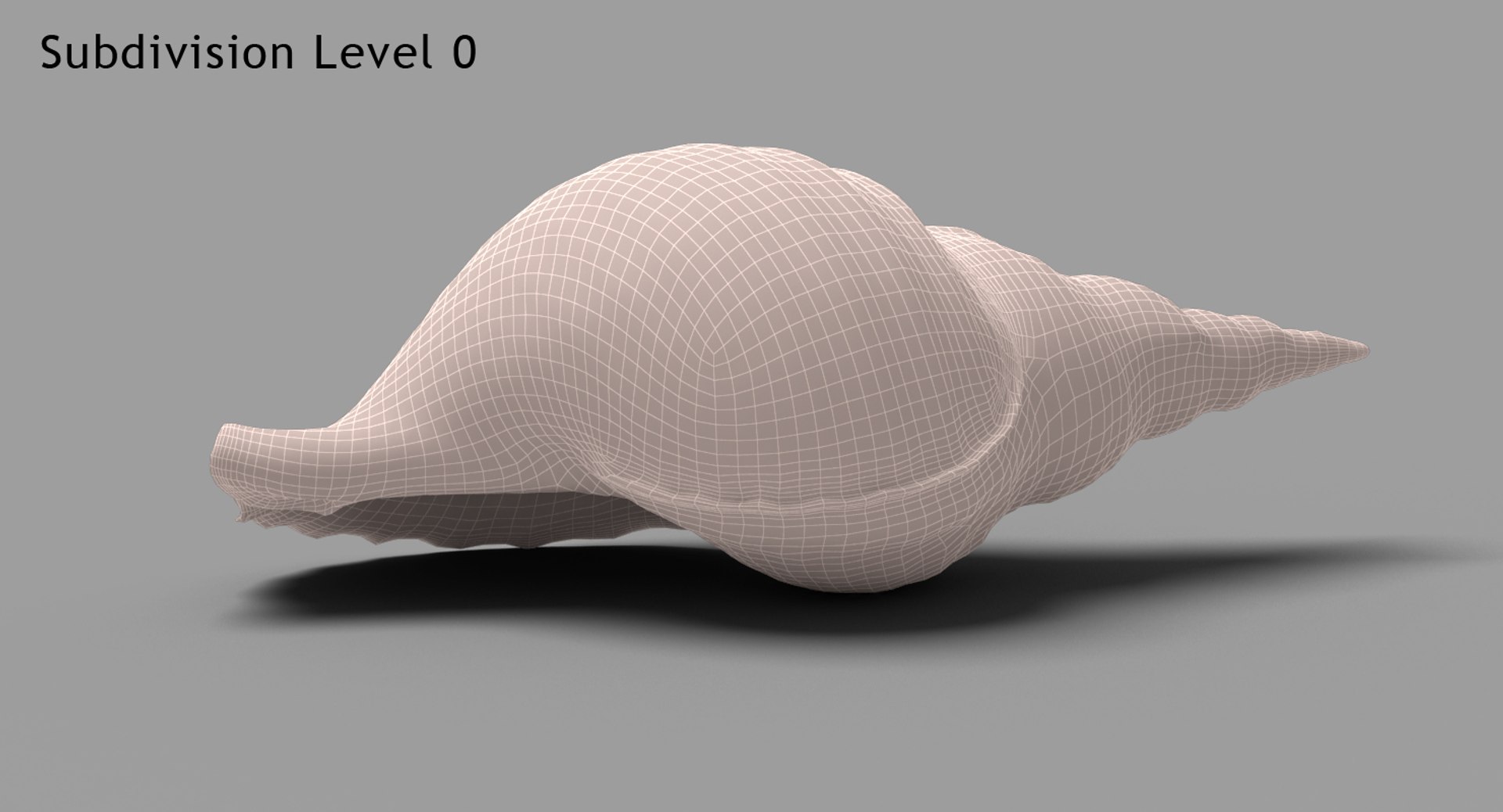 realistic conch 3d model