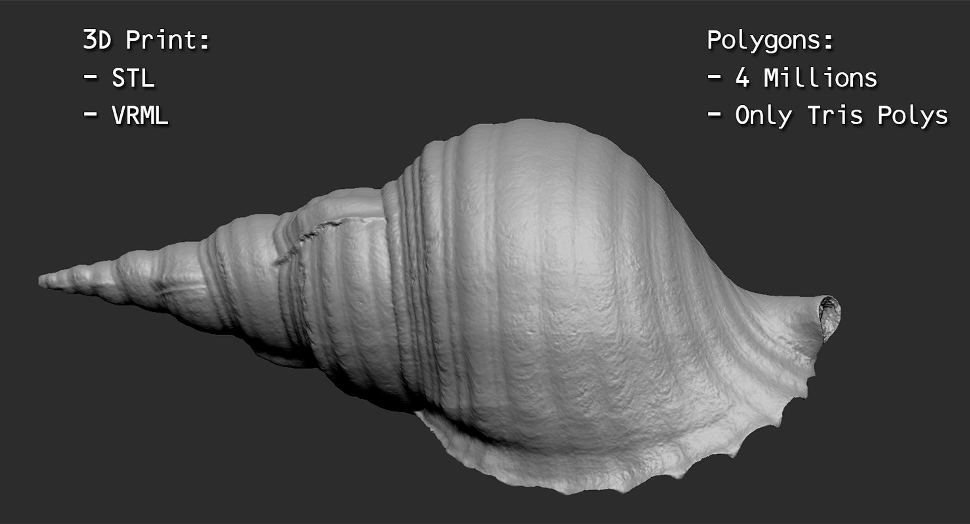realistic conch 3d model
