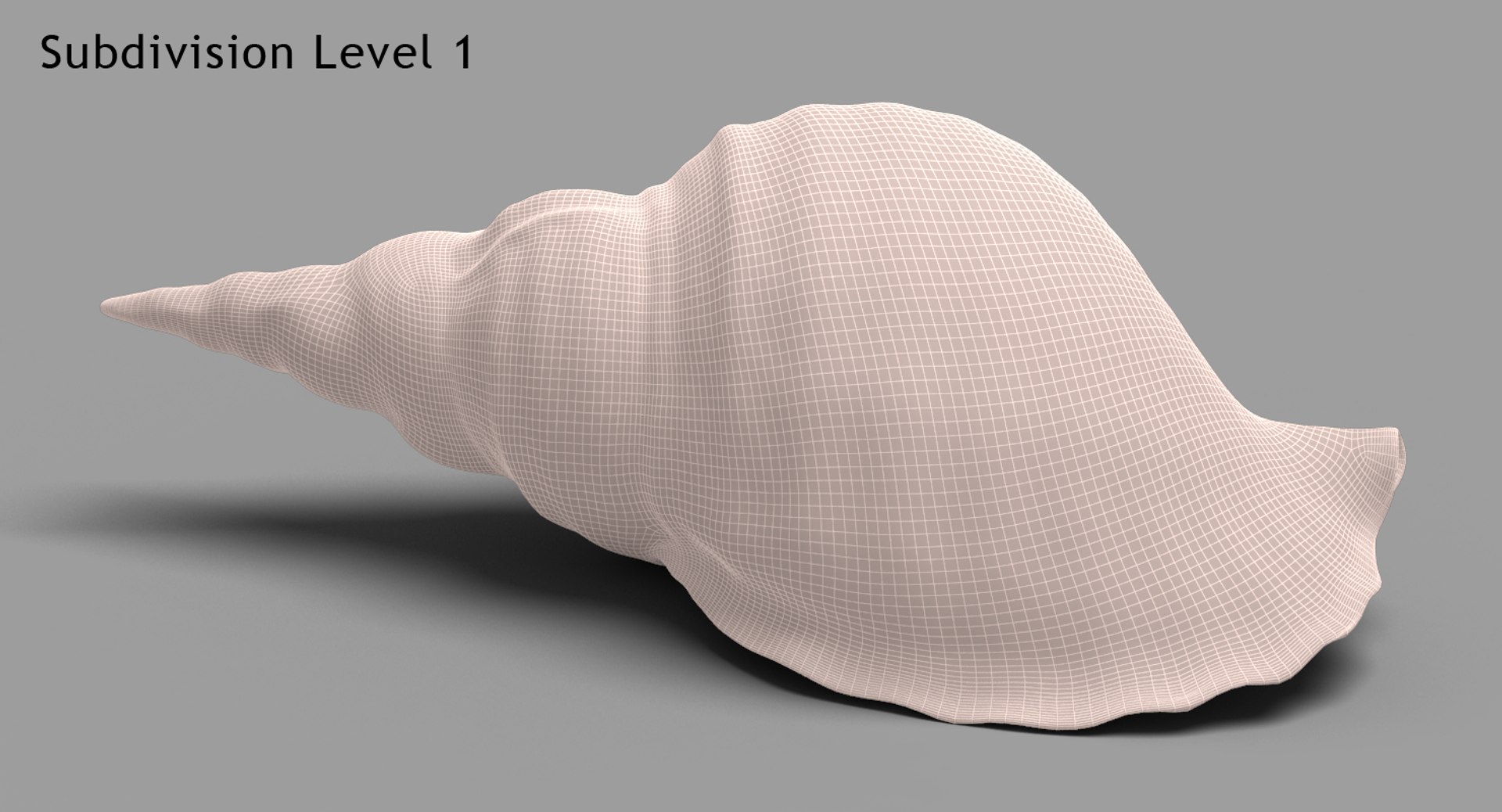 realistic conch 3d model