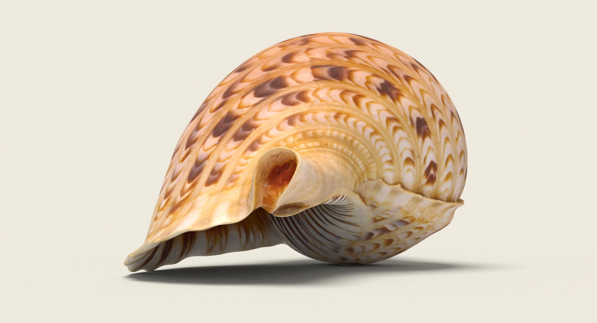 realistic conch 3d model