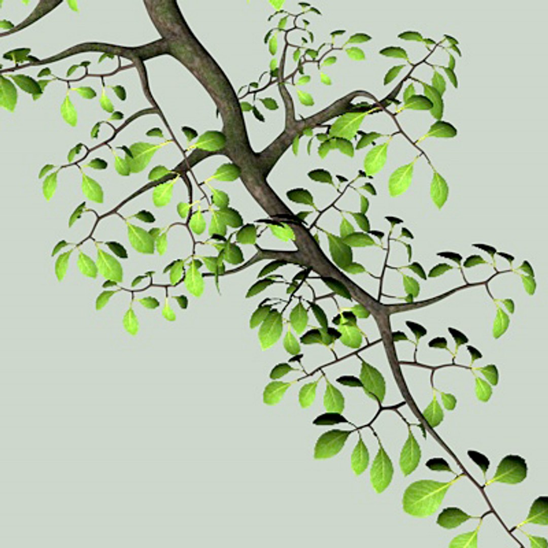 3d Model Tree Branch