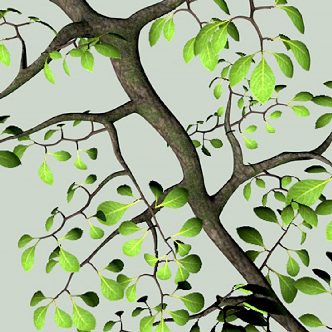 3d Model Tree Branch