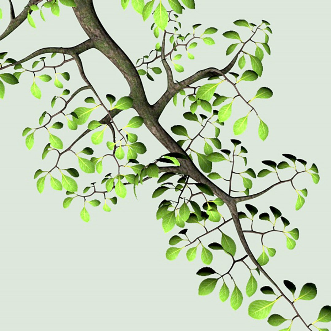 3d Model Tree Branch