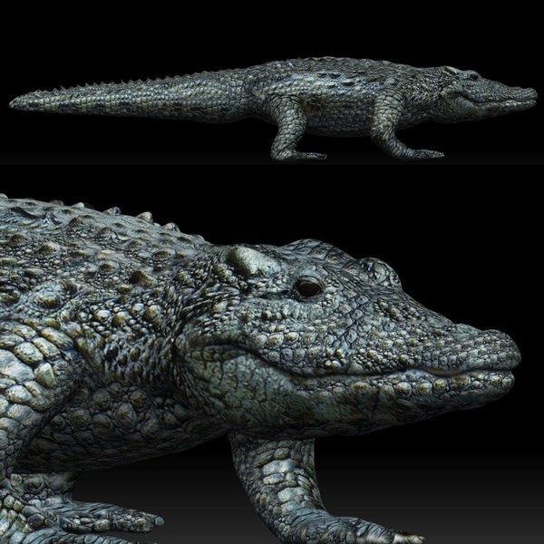 modelo 3d Caimán - TurboSquid 1737428