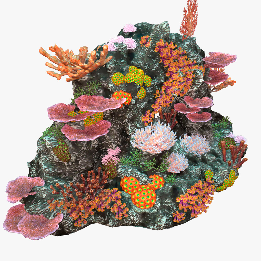 3d coralreef coral reef model