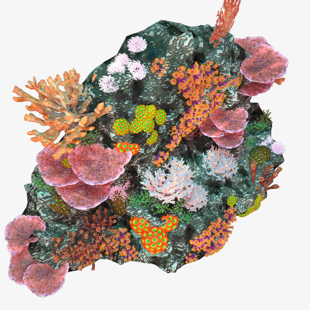 3d coralreef coral reef model