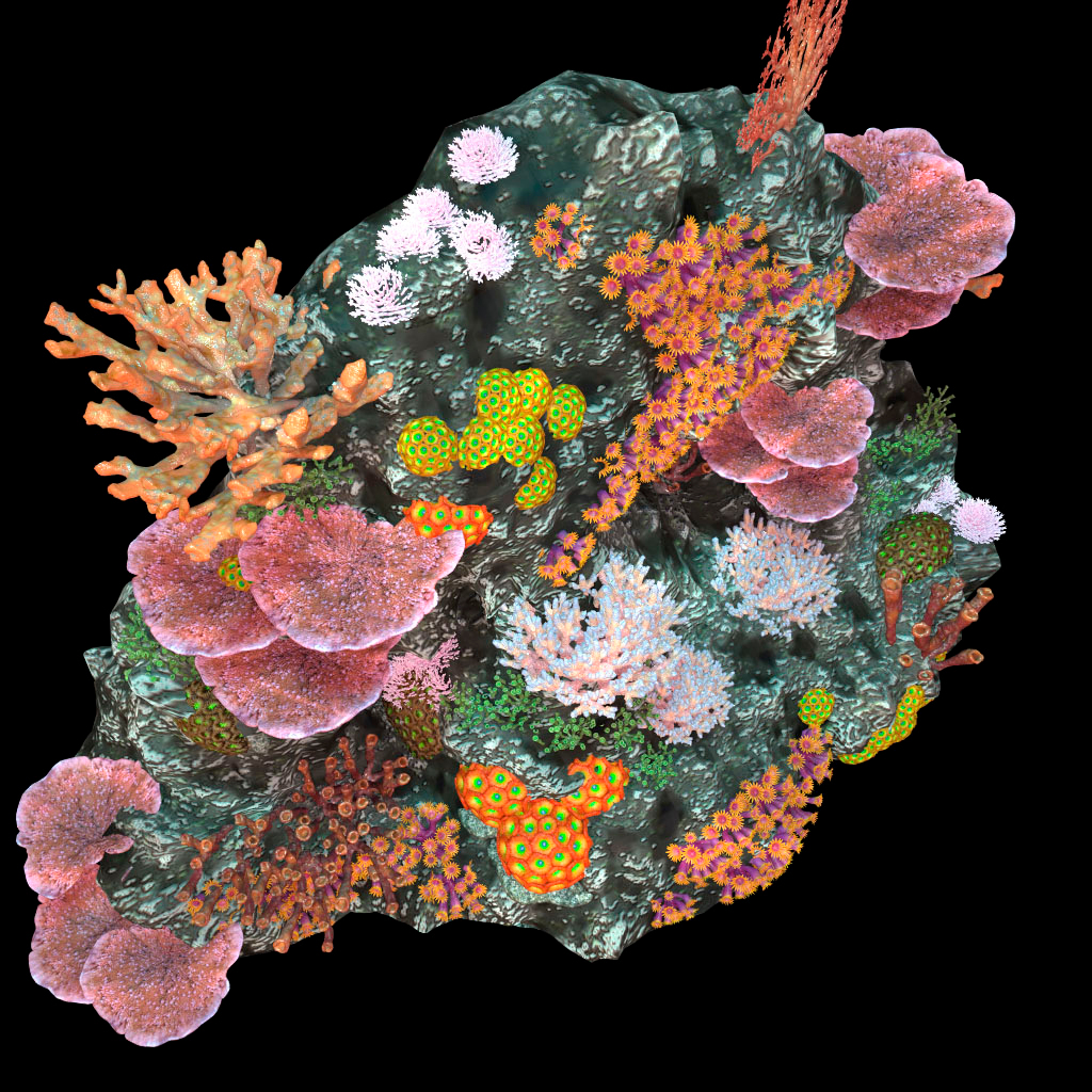 3d coralreef coral reef model