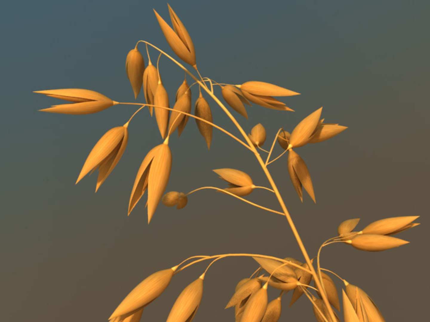 Oats 3d Max