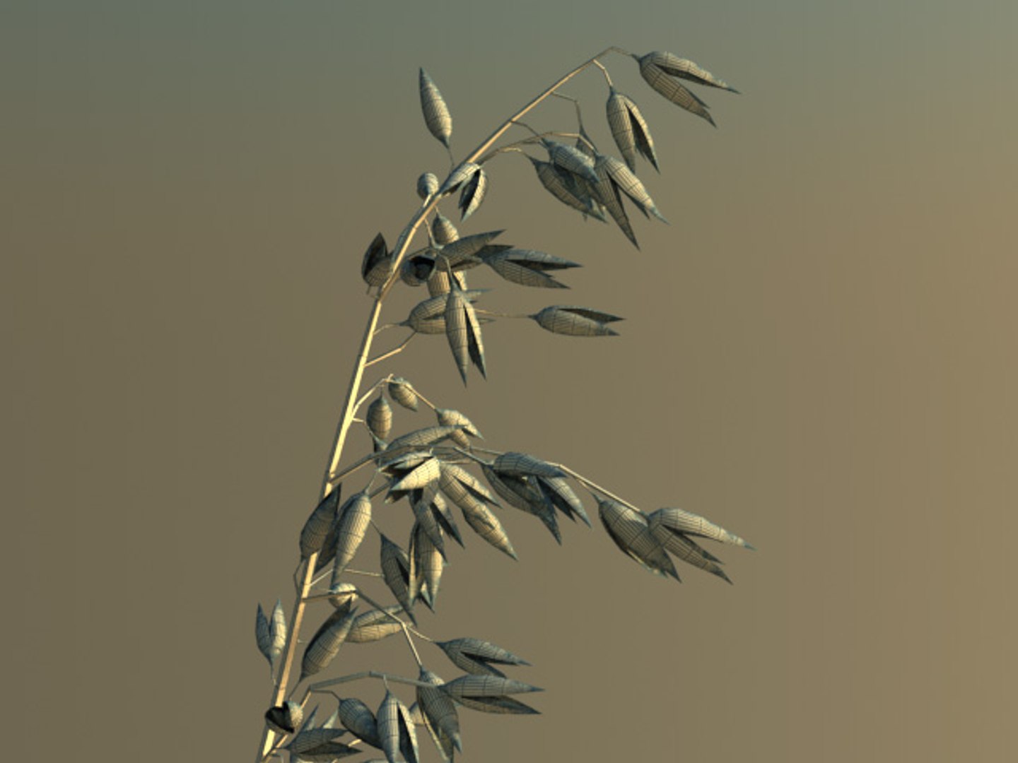 Oats 3d Max
