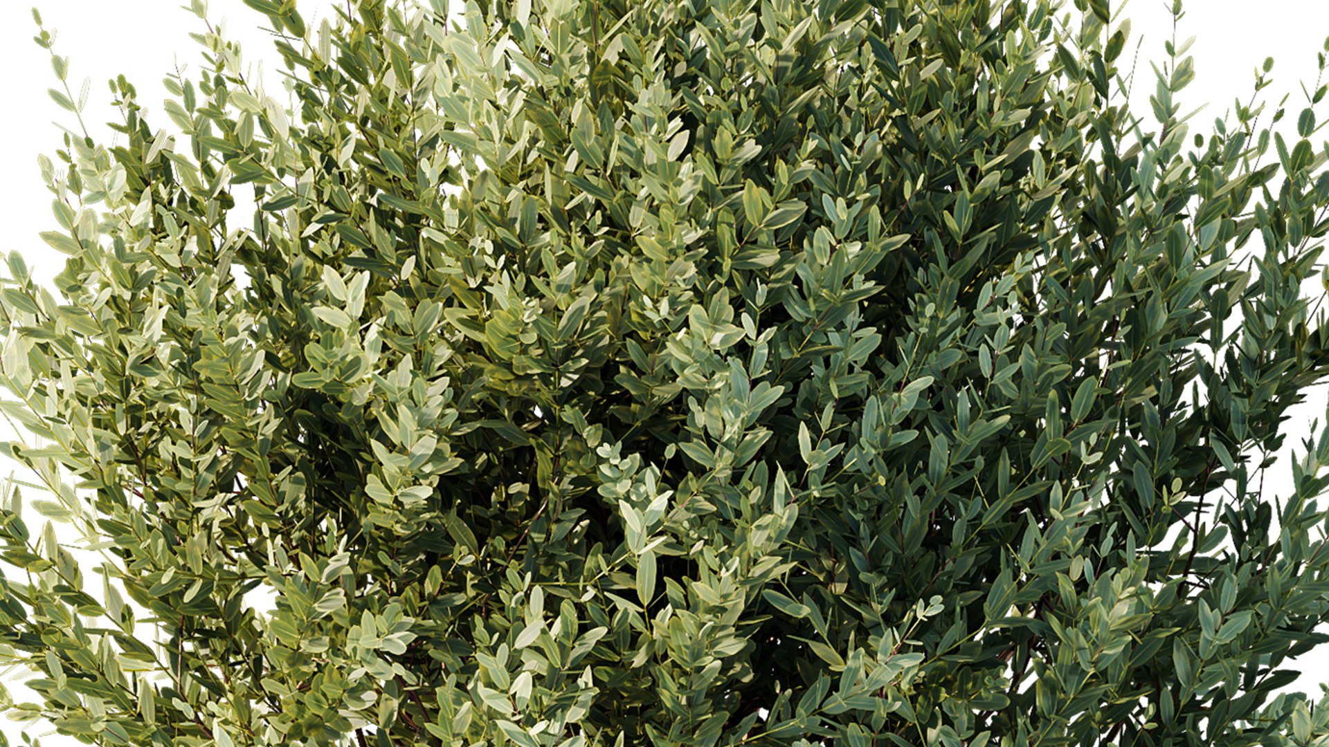 AV Adjective Bush Nerium Oleander Laurier Kaner Rose Pink And Montra ...