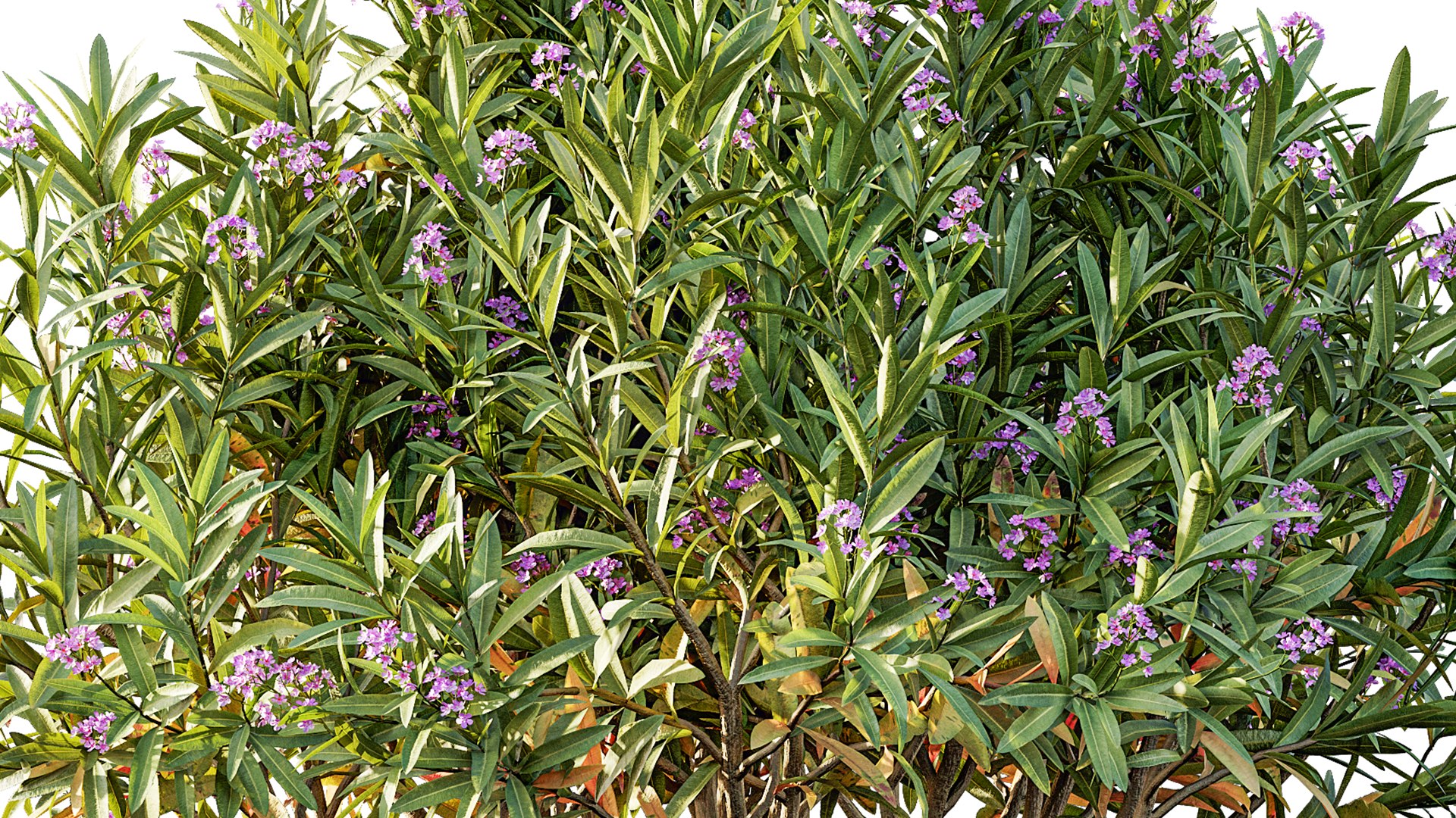 AV Adjective Bush Nerium Oleander Laurier Kaner Rose Pink And Montra ...