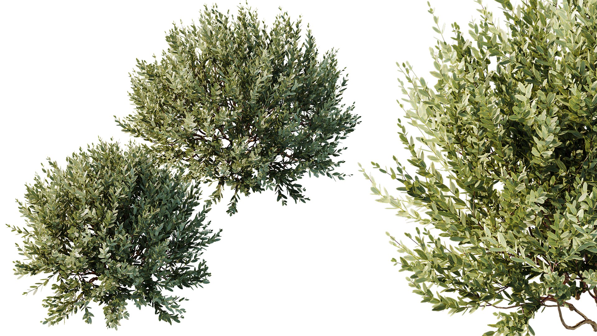 AV Adjective Bush Nerium Oleander Laurier Kaner Rose Pink And Montra ...