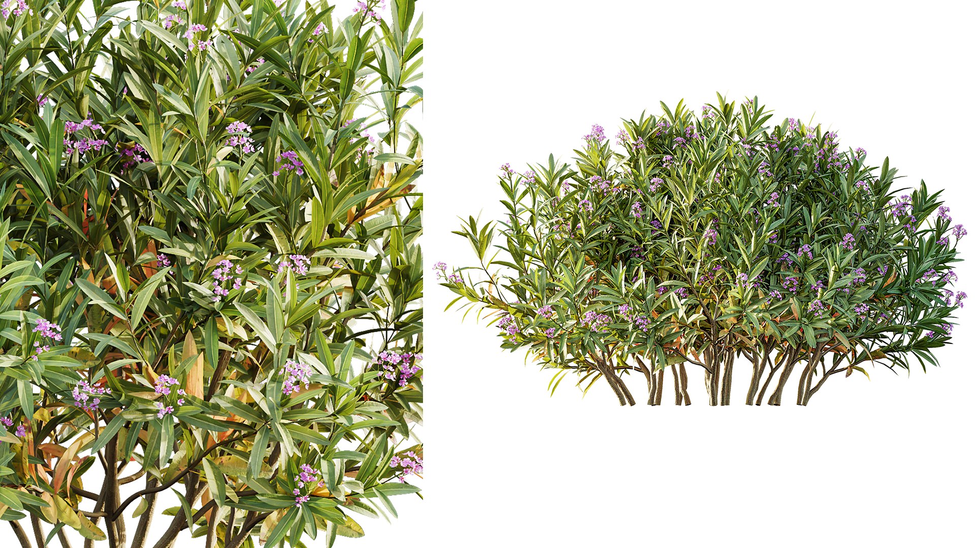 AV Adjective Bush Nerium Oleander Laurier Kaner Rose Pink And Montra ...