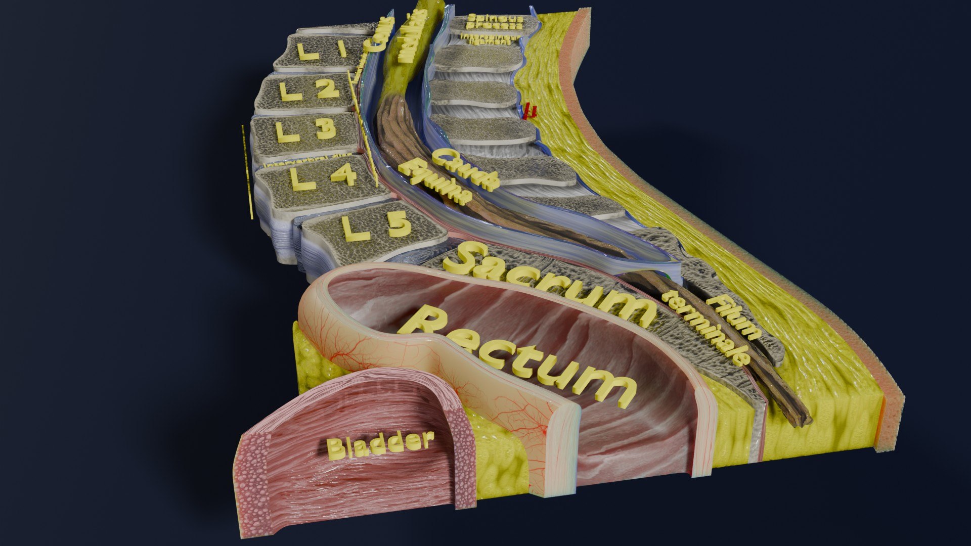 Lower Back Longitudinal Section Anatomy 3D Model - TurboSquid 2372960