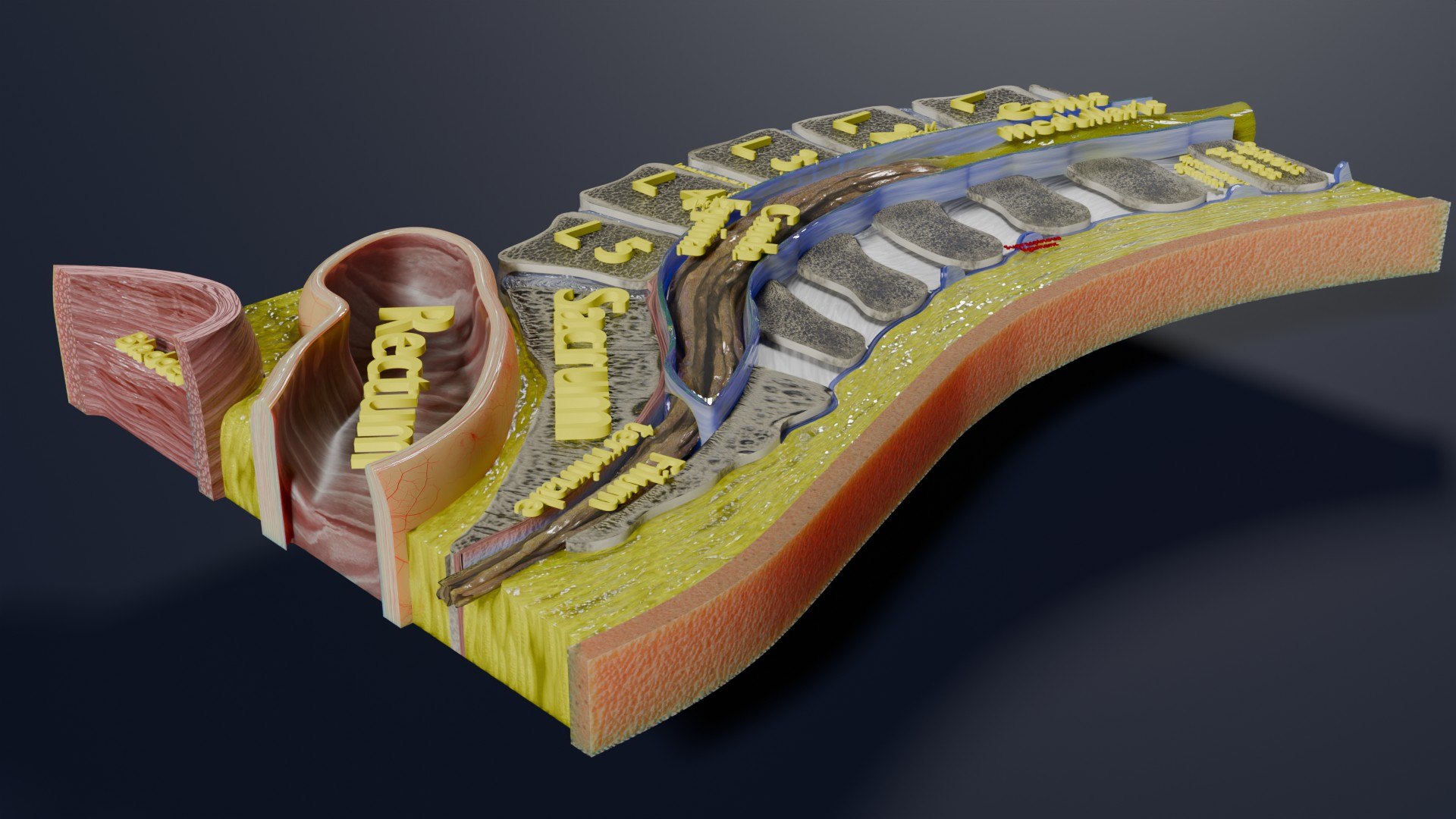 Lower Back Longitudinal Section Anatomy 3D Model - TurboSquid 2372960
